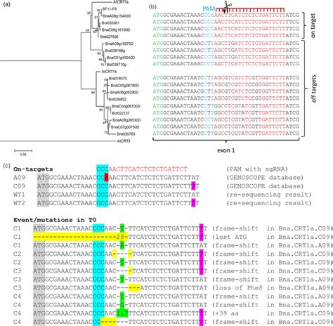 Identification Of Crisprcas‐induced Mutations A The Download Scientific Diagram