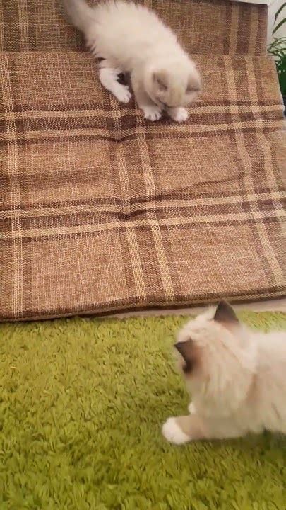 Рэгдолл котята 1 2 3 Youtube