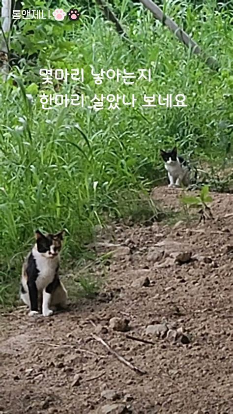 임신한거 몰랐는데 몇개월만에 아가 보여주는 똑똑한 길냥이세나 YouTube