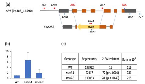gt assay a schematic drawing of apt locus and of targeting construct