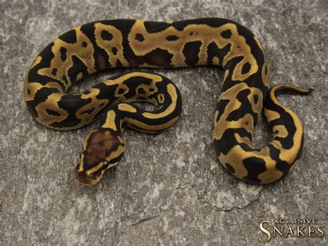 Leopard BALL PYTHONS Ball Python Breeder XCLUSIVE SNAKES