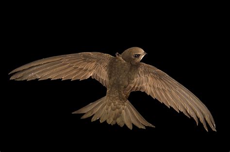 These Birds Fly Almost A Year Without Landing National Geographic