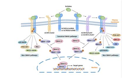 Acvr2a And Acvr2b As Key Targets For Muscle Growth Weight Loss Pha In
