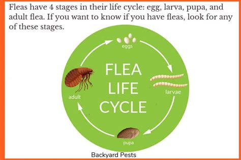 6 Signs Fleas Are In A Bed And What To Do About Them Backyard Pests