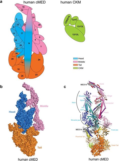 Structures And Compositional Dynamics Of Mediator In Transcription