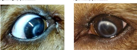 Corneal Dystrophy In A Cocker Spaniel Dog A Case Report Semantic Scholar