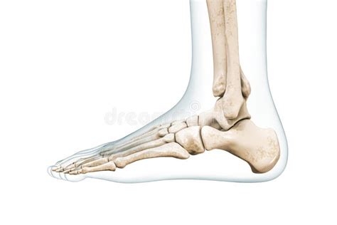 Foot Bones Lateral View With Body Contours 3d Rendering Illustration Isolated On White With Copy