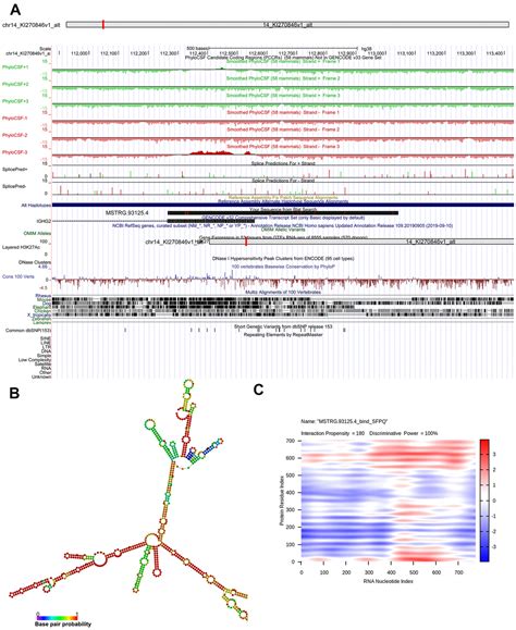 Long Non Coding Rnas Enst00000429730 1 And Mstrg 93125 4 Are Associated With Metabolic Activity