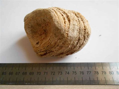 Fragile Porifera Fossil Hunting Trips The Fossil Forum