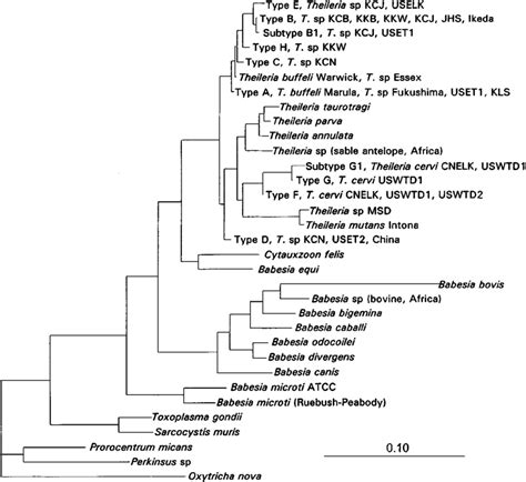 phylogenetic tree inferred using fast dnaml maximum likelihood