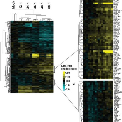 Hierarchical Cluster Analysis Of 615 Differentially Regulated