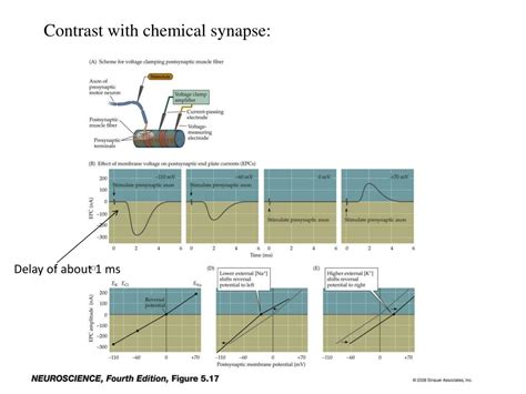 Ppt Chemical And Electrical Synapses Powerpoint Presentation Free Download Id183993