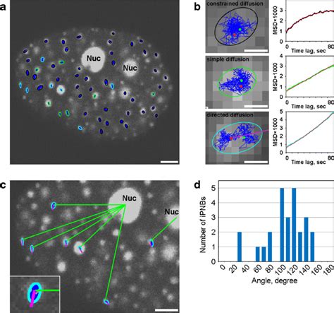 Single Particle Tracking Analysis Of Ipnb Mobility Live Imaging Of Download Scientific Diagram