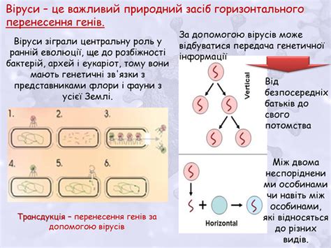 Презентація до уроку біології 10 клас з теми Гіпотези походження вірусів Роль вірусів в