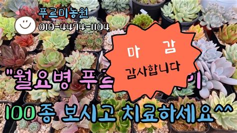 월요병~푸르미다육이치료제~~100종ㅎ🤗 🐷🐷🐷🍀다육농장 다육구매다육식물반려식물장마비여름휴가바위솔청주다육충북다육대전다육천안다육음성다육진천다육전국다육