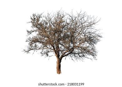 Nude Tree Isolated On White Background Stock Photo Shutterstock