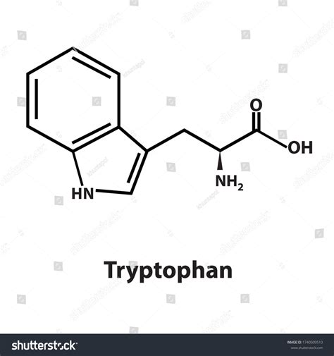 Vector Tryptophan Chemical Structure Stock Vector Royalty Free Shutterstock
