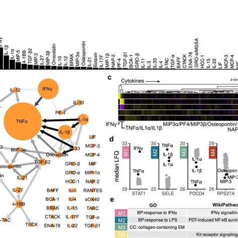 Temporal Multi Omics Analysis Of Tnfα Ifnγ And Combined Stimulation