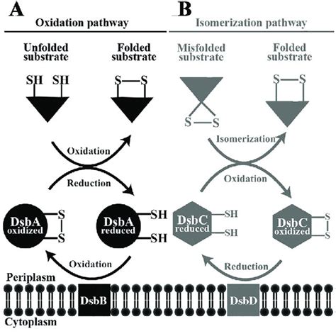 Cath Classification Of Disulfide Bond Containing Domains From