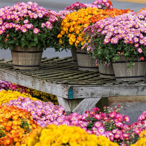 3 Secrets To Buying Mums This Fall The Best Way To Buy Mums