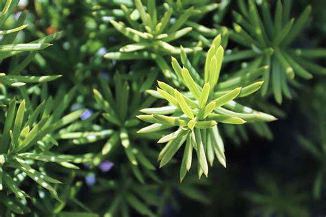 How To Grow And Care For Yew Trees And Shrubs Gardeners Path