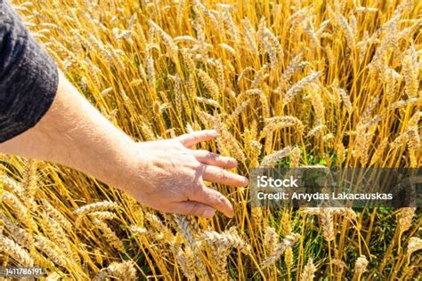 아침 빛 속에서 스파이크의 농부 손에 의해 만진 밀밭 농부의 손에 밀 콩나물농부가 밭을 걷다 밀 작물을 점검합니다닫기 공간을 복사합니다 가을에 대한 스톡 사진 및 기타