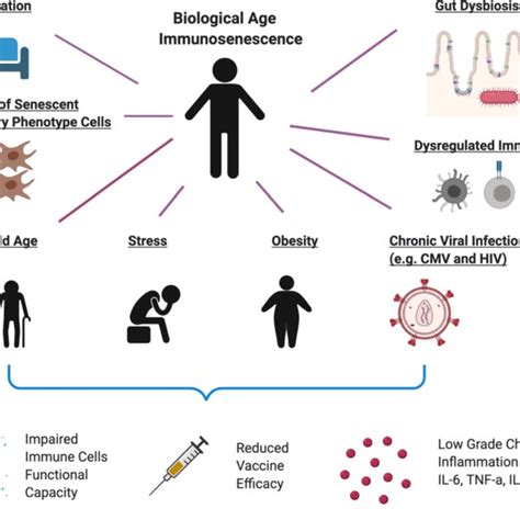 Age Related Deterioration In Function Of Various Organ Systems During Download Scientific