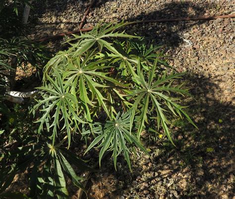 Jatropha multifida - Изображение особи - Плантариум
