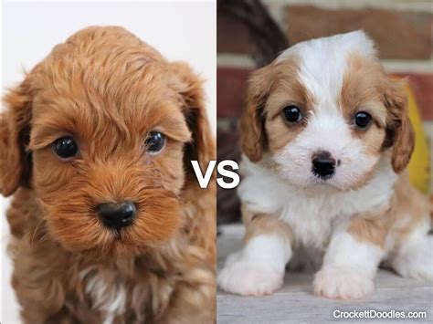 Cockapoo Vs Cavapoo