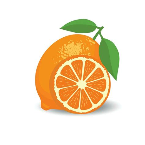 Fresh Citrus Whole And Halves Vector 27600460 Vector Art At Vecteezy