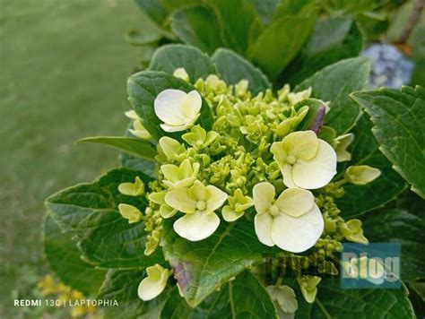 Review Kamera Xiaomi Redmi 13C Berkekuatan 50MP Lebih Bagus Dari Pesaingnya Tuxlin Blog