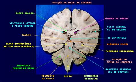 Neupatimagem Unicamp