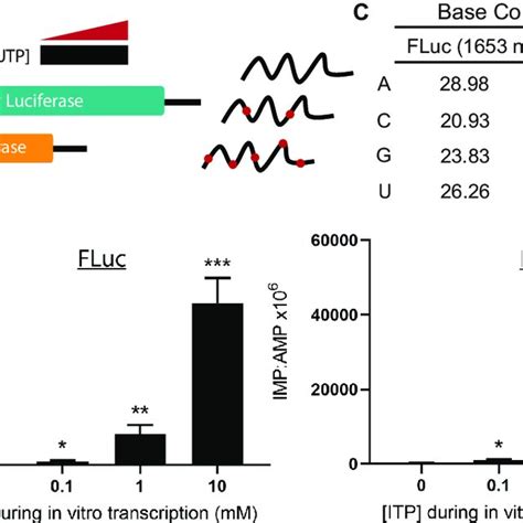 Inosine Misincorporation During In Vitro Transcription A In Vitro