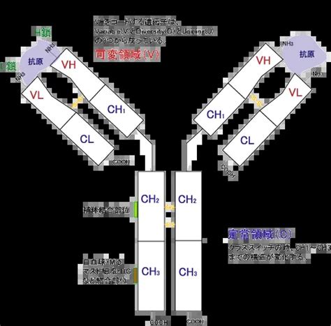 Ig（免疫グロブリン）