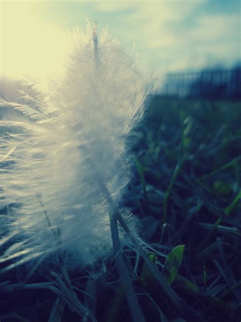 Feather Ultra Hd Desktop Background Wallpaper For Tablet Smartphone