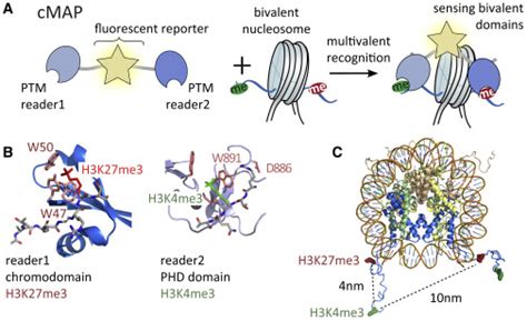 Engineered Multivalent Sensors To Detect Coexisting Histone Modifications In Living Stem Cells