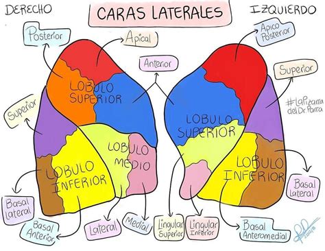 Segmentos Y Lobulos Pulmonares Medico Eir Mir Dx Clinic Pulmones