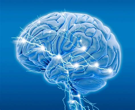 Brain And Memory