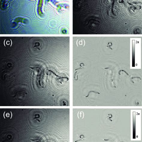 4 A Single Shot Diffraction Pattern Of C Elegans B Reconstructed Download Scientific