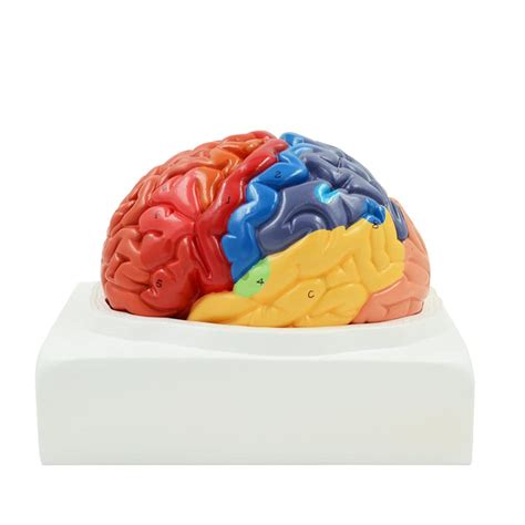 buy nxx human brain model color coded partitioned brain anatomically