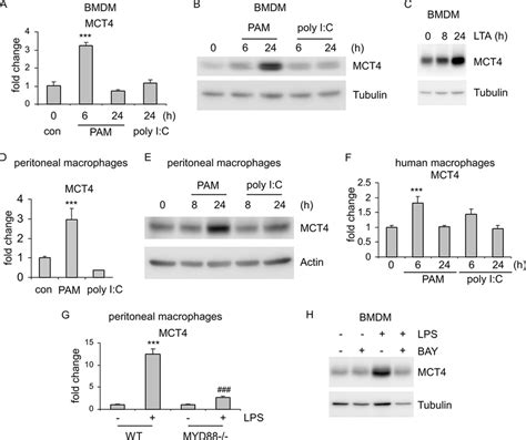 MCT4 is induced by TLR2, but not TLR3 activation. A-F, mouse BMDMs... | Download Scientific Diagram