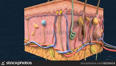 Anatomy Of The Skin Showing The Epidermis Dermis And Subcutaneous Tissue 3d Illustration