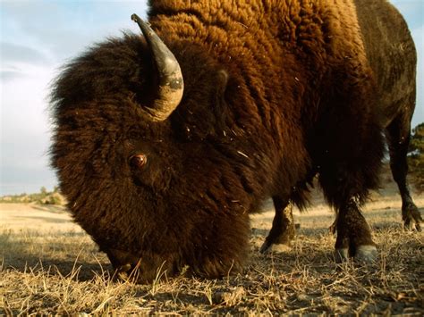 Bison Pictures National Geographic