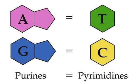 The Similarity Of DNA And RNA Comparative Characteristics Of DNA And RNA Table Medicine