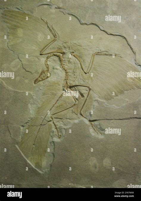 Fossil Of Archaeopteryx Lithographica Preserved In Limestone Showcasing Feather Impressions And
