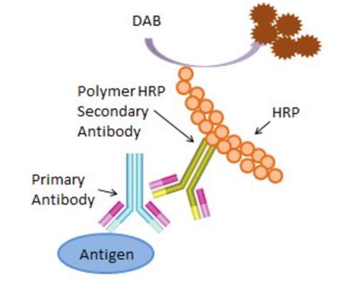 One Step Polymer Ihc Detection System Advanced Biosystems Inc