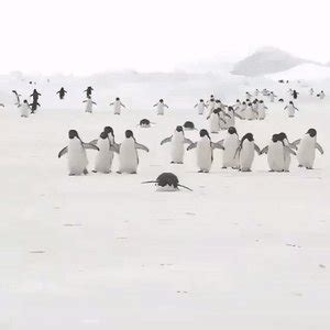 NixCraft On Twitter Linux Is Slowly Marching And Trying To Take Over The Desktop World