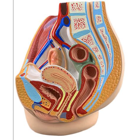 Buy Yzdkjdz Median Sagittal Section Model For Male And Female Genital