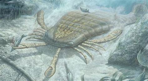 Jaekelopterus — Dinoden