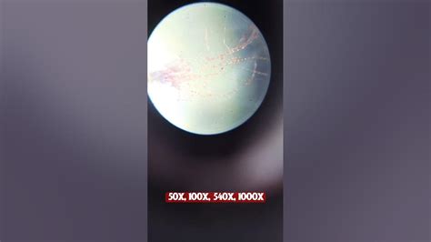 Ectocarpus In Microscope Youtube